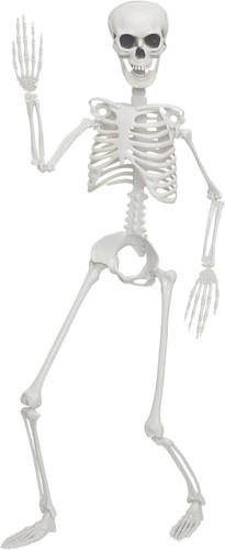 3ft/90cm Poseable Halloween Skeleton -Life Size Skeleton Bones with ...