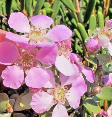 50 X PINK TEA TREE SEEDS-RARE NATIVE FLOWERS-TEA TREE-LANDSCAPE FEATURE ...