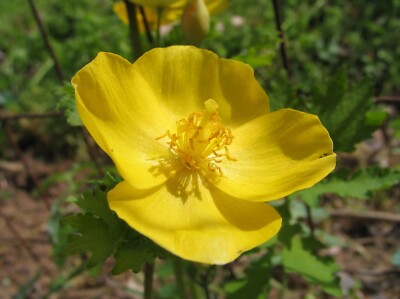 Wood poppy - Stylophorum Diphyllum Perennial Bare Root Live Garden ...