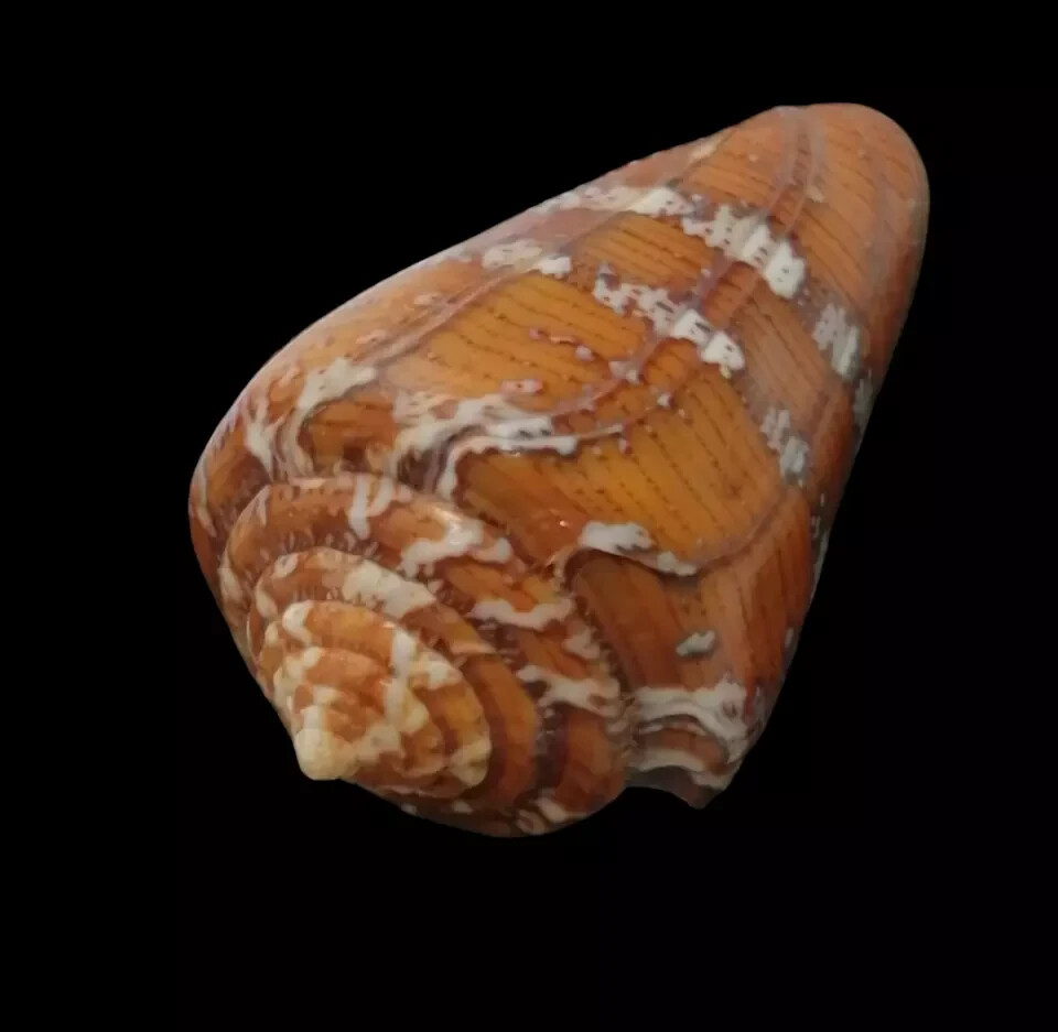 Conchiglia Shell CONUS CEDONULLI W/O St.Vincent 45,3 mm # GREAT COLORS ...