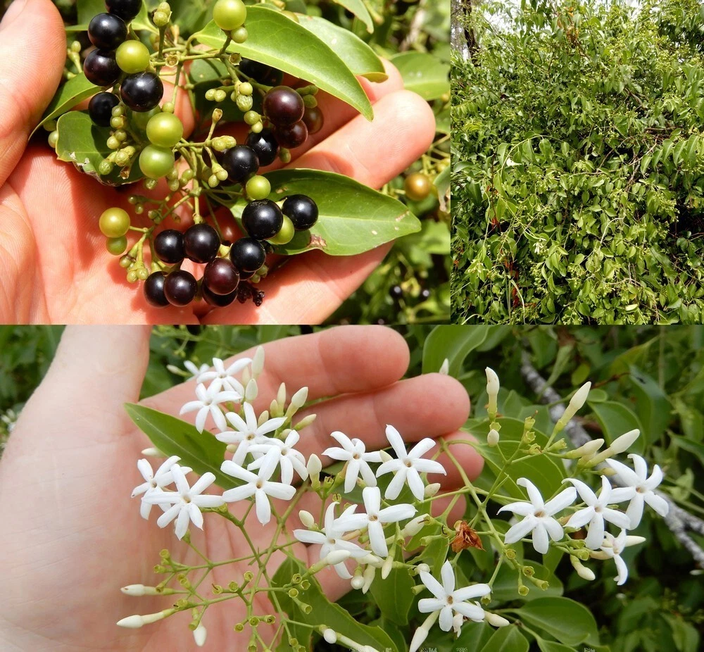 Saman Pichcha Flower