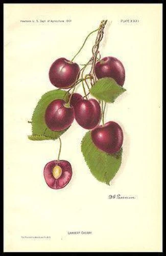 Lambert Cherries