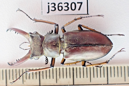 j36307. Unmounted insects Lucanidae, Lucanus sp. Lai Chau. Vietnam ...