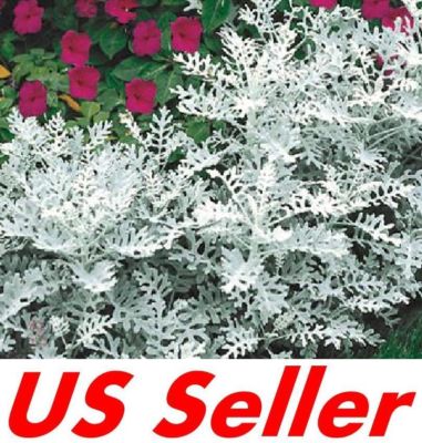 Flies - Dusty Miller