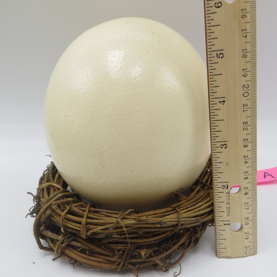 Genuine Ostrich Egg Shell Large 6" Hollow Blown Out Drilled Hole Decor ...