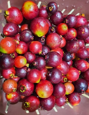 Seeds - Strawberry guava Red Cherry guava Red colour Edible Fruit Seeds ...
