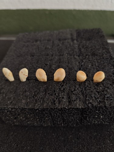 3 Set Deer teeth elk taxidermy ivory craft jewelry tusks | eBay