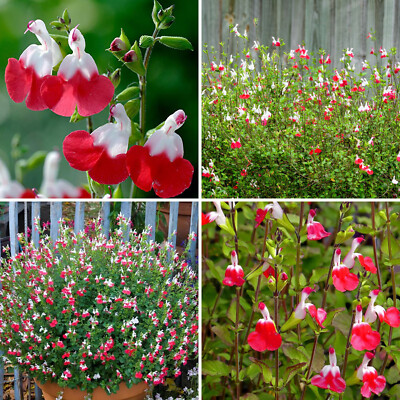 Salvia Hot Lips Plant Flowering Perennial Hardy Flowering Garden Shrub ...