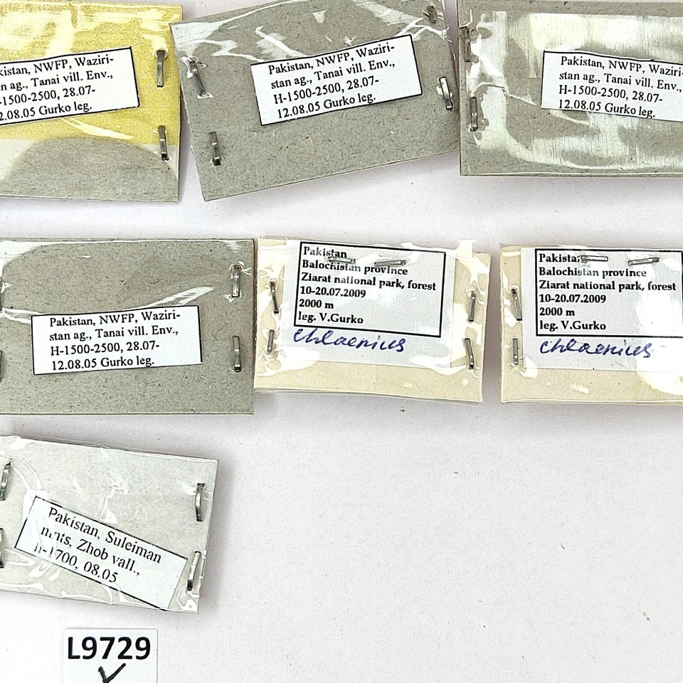 Carabidae sp., MIX 9 ex., A1, Pakistan, L9729 | eBay