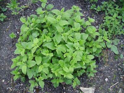 Kadrill russian Lemon Balm - Melissa officinalis - 50+ seeds - Samen ...