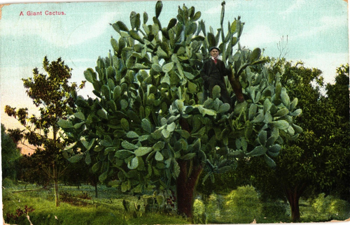 A Giant Cactus Posted from Los Angeles CA Divided Postcard c1910 | eBay