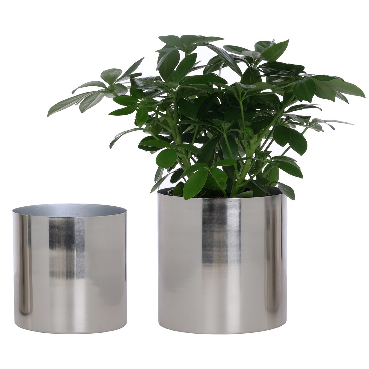 Stainless Steel Plant Containers