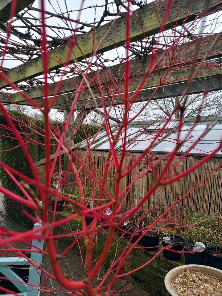 XL JAPANESE ACER SANGO KAKU Maple Tree 50-60cms 7.5L Pot Gold Foliage ...
