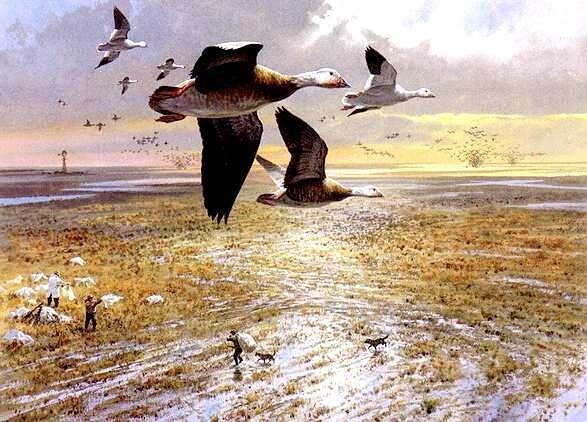 TEXAS Duck Stamp Prints ~Set of 9 all Number 1504 "1981 - 1989" All New ...