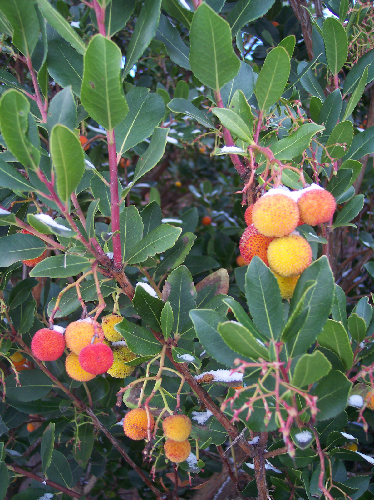 25 STRAWBERRY TREE Edible Red Berry Tree Arbutus Unedo Seeds Irish ...