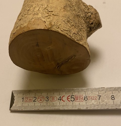 Buxus Buchsbaum Holz Edelholz Drechslerholz Stamm Beinhart 10 Jahren ...