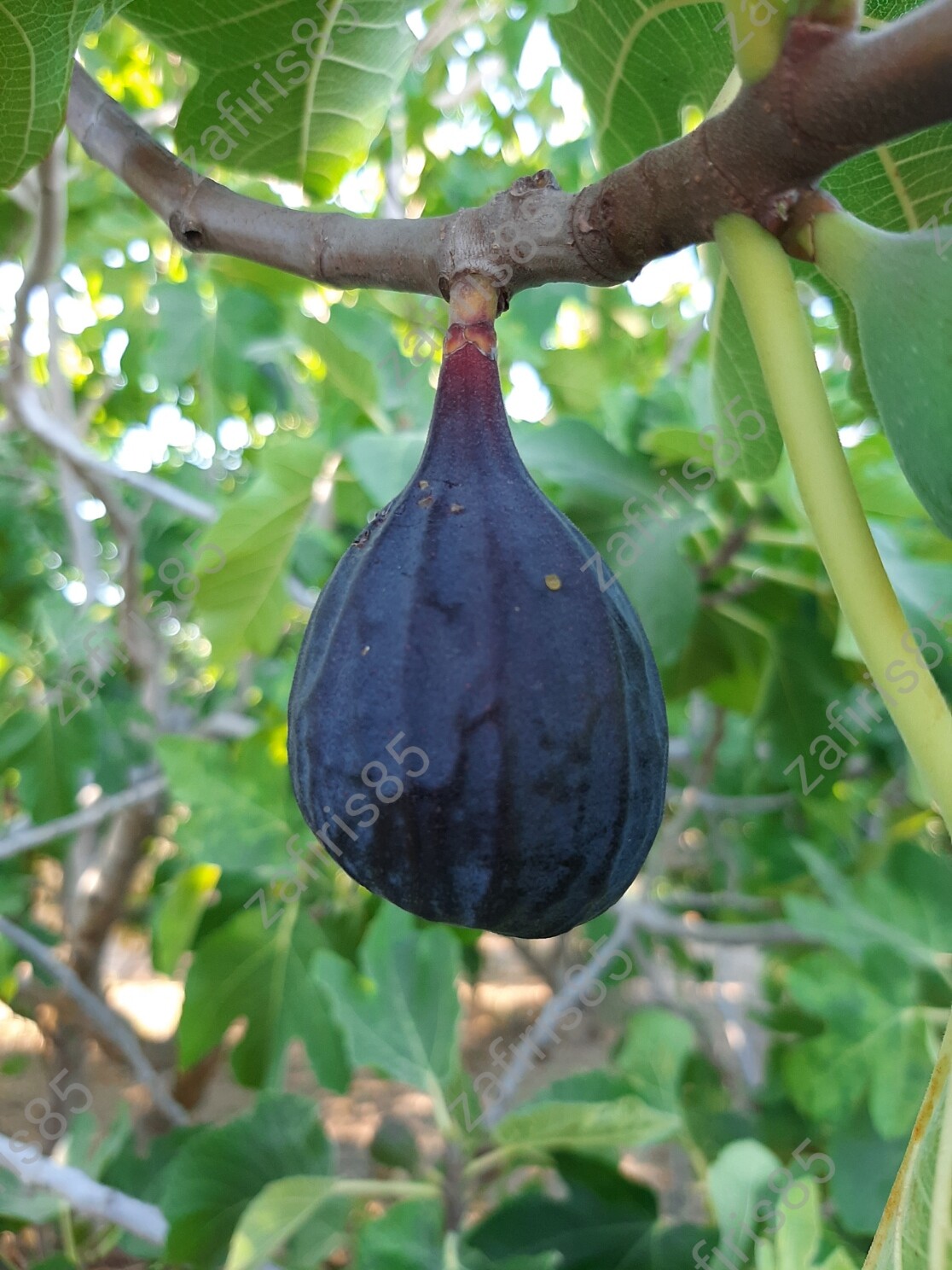 2x “Napolitana Negra”Fig tree cuttings Black FIG From CYPRUS | eBay