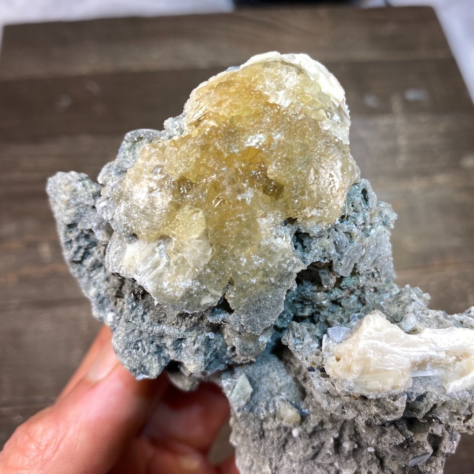 Golden Calcite Crystal Fossil Clam Mercenaria Permagana Shell Rucks Pit ...