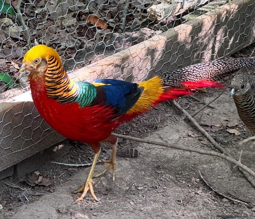 6 Red Golden Pheasant Hatching Eggs SHIPPING NOW | eBay
