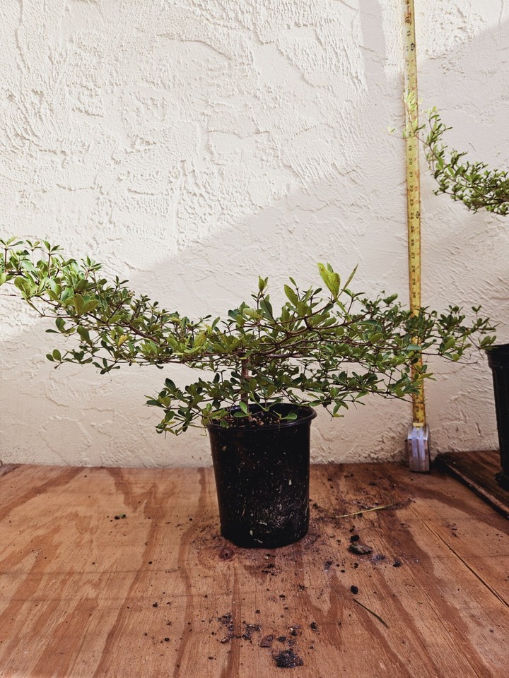 LIVE PLANT 1ft Bucida Spinosa Terminalia - Molinetti - Dwarf Black ...