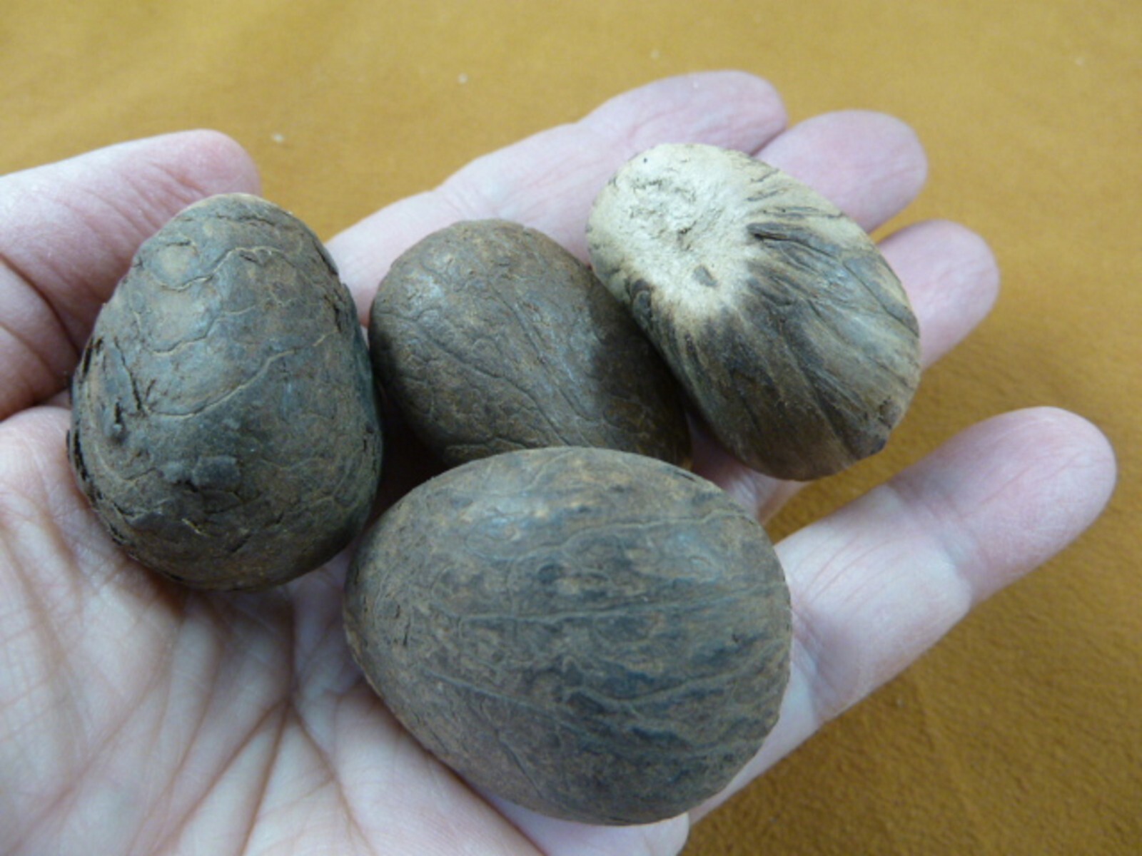 (tn-5) 4 small natural Tagua Nut whole nuts for craft Carving Dried ...