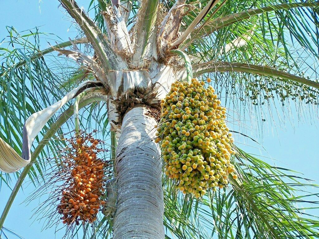Queen Palm Fruit