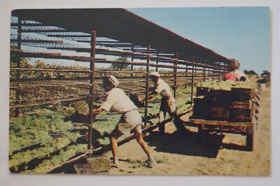 Loading Grapes in Drying Racks Australia Vintage Collectable Postcard ...