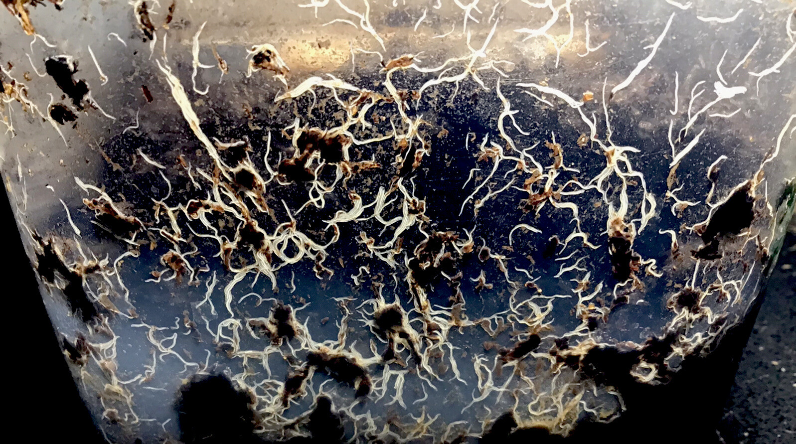 Grindal worms (Enchytraeus buchholzi) as a food for fish >> killi.co.uk