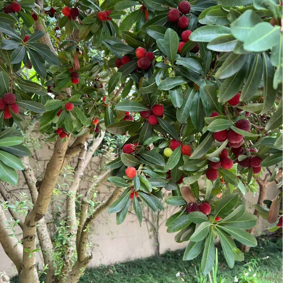 20 Red Bayberry Seeds Myrica Rubra Chinese Strawberry Organic Fruit ...