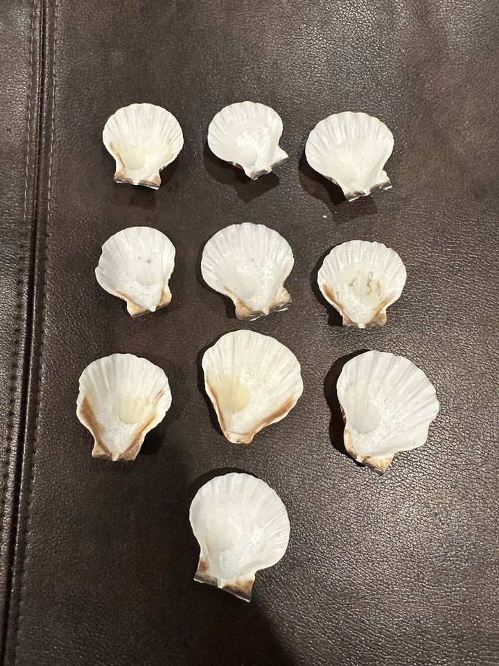 Scalloped Clam Shells, 10 Total for Crafting or Collecting. | eBay