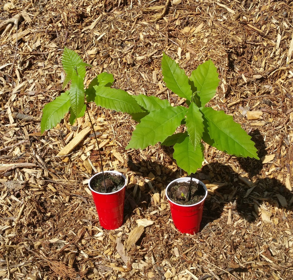 Dunstan Hybrid Chestnut Perfect Plants 4 5 Ft. Tall American Hybrid