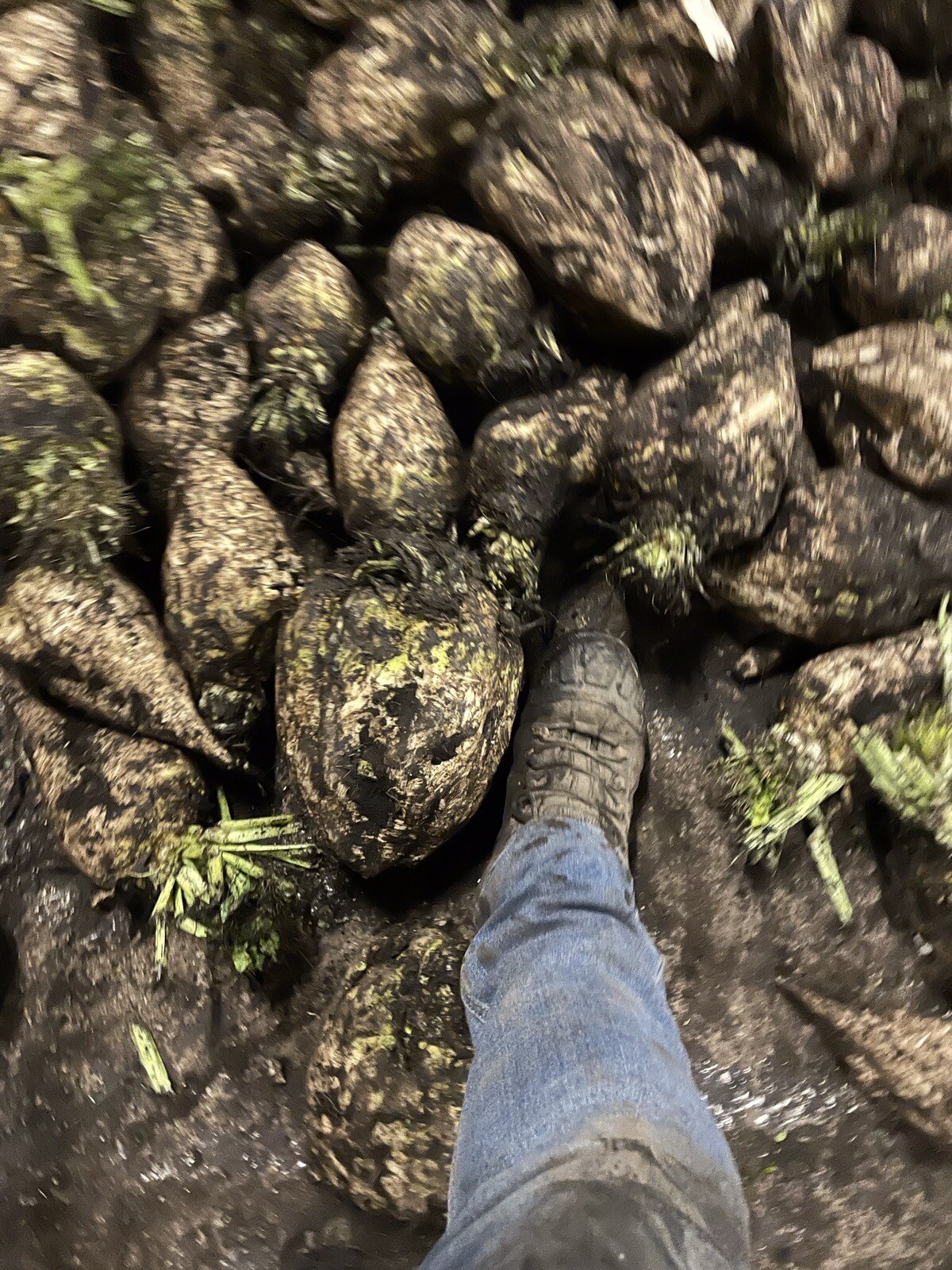 Enermax High Energy Fodder Beet For Cows Sheep Pigs Horses Feed ...