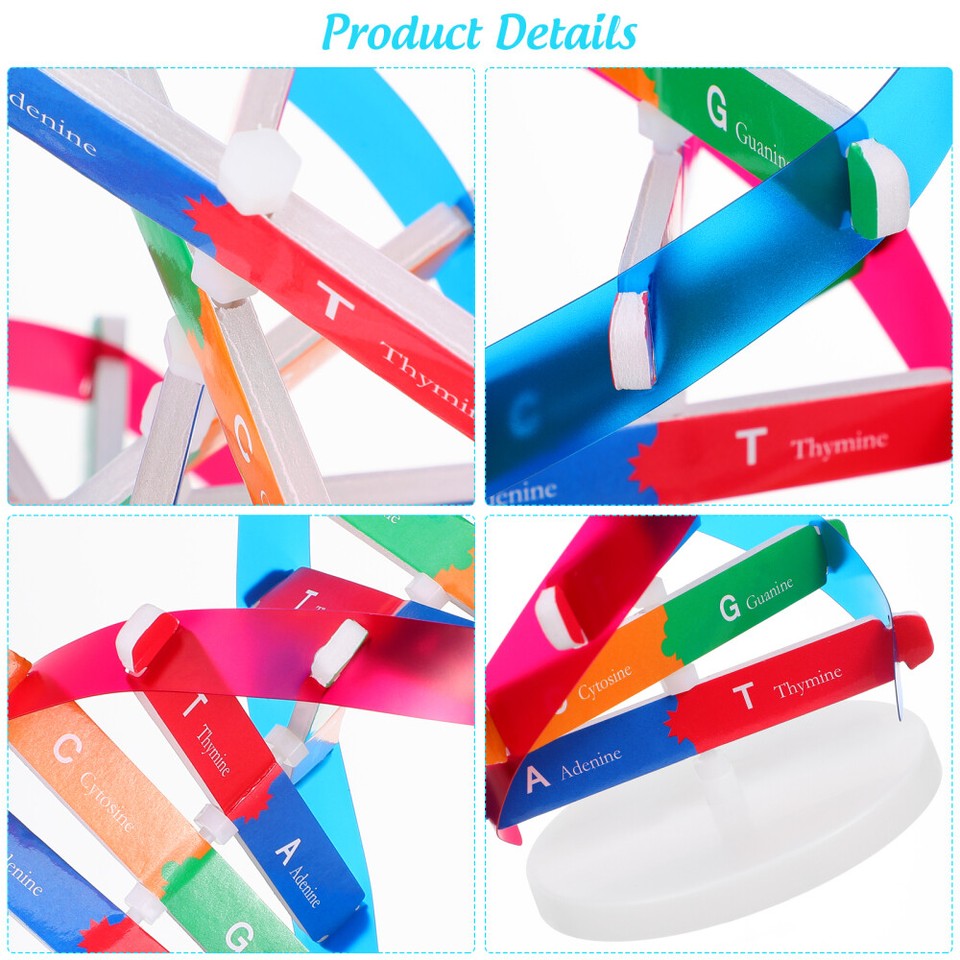 DNA Student Child Double Helix Learning Toys | eBay UK