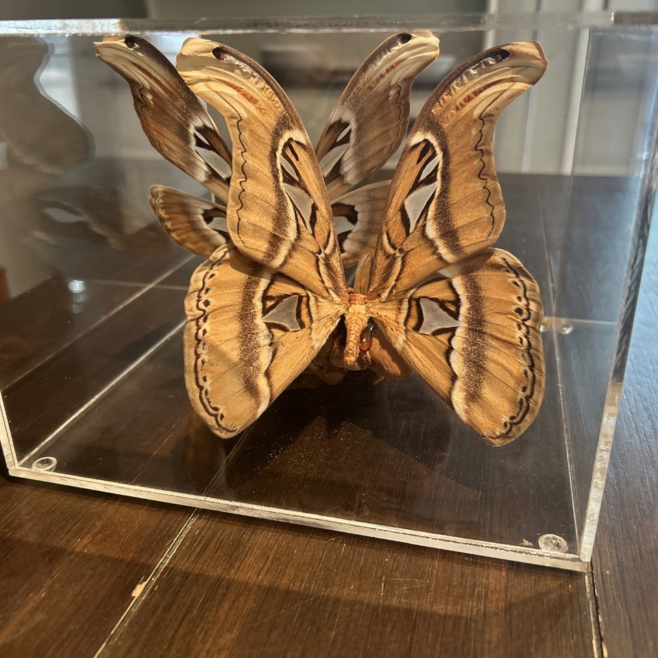 Real Atlas Moth Pair Taxidermy in Clear Acrylic Cube Display Entomology ...
