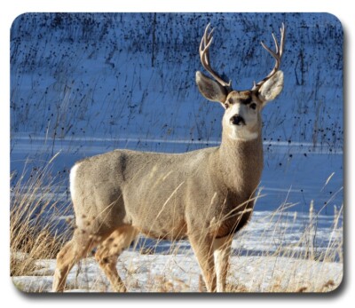 WHITE TAILED DEER BUCK ~ Mousepad / Mouse Pad ~ Gift for HUNTER Hunting ...