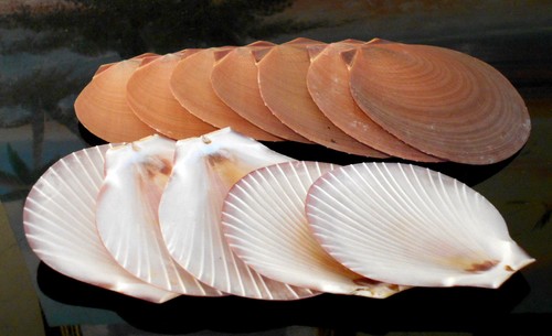 12 Beautiful Brown Sun and Moon Shells 2-3" (50-75mm) Craft Beach ...