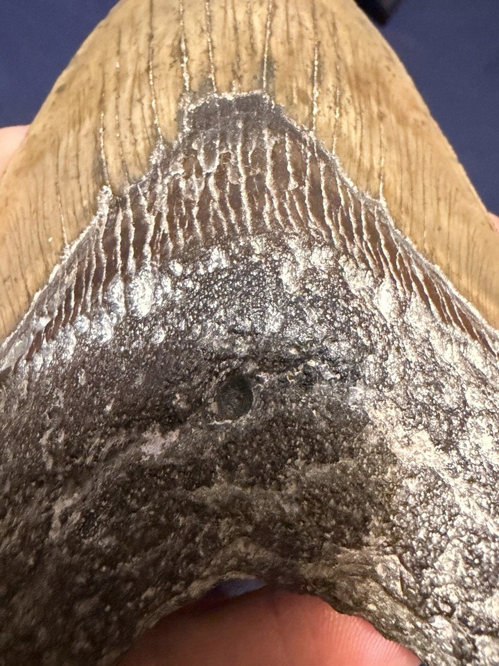 5.33 INCH REAL MEGALODON SHARK TOOTH BIG FOSSIL GIANT GENUINE ...