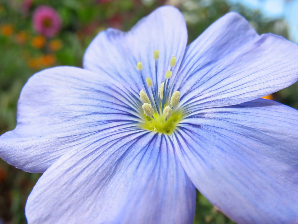 100 BLUE FLAX (Prairie Flax / Lewis Blue Flax) Linum Perenne Lewisii ...
