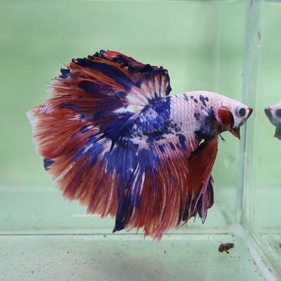 Live Tropical Betta Fish -- Blue Peach Halfmoon Male | eBay