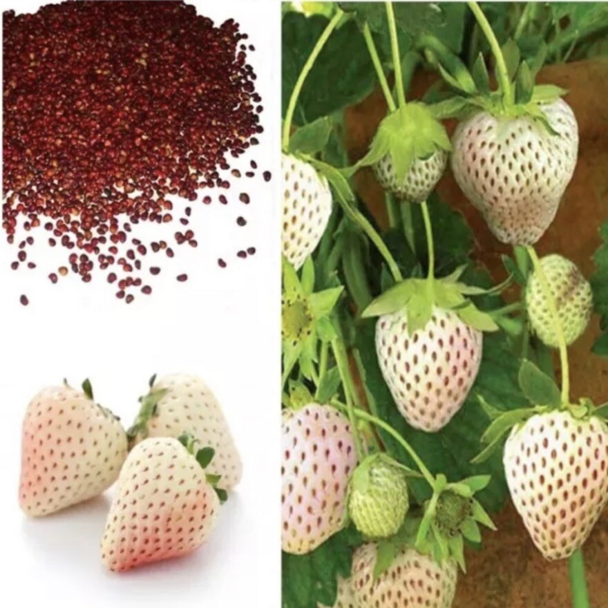 Pineberry Seeds