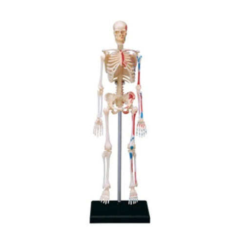 Human Bone Model Mini Human Skeleton Model with Movable Arms and Legs ...