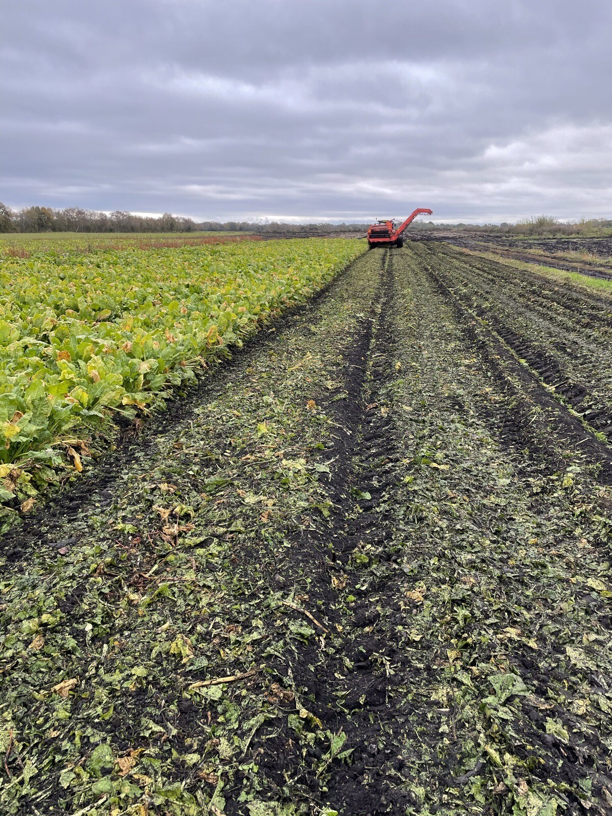 Enermax High Energy Fodder Beet For Cows Sheep Pigs Horses Feed ...