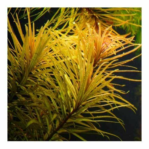 Diandra Didipilis plants Easy Aquarium plant planted tank easy ...