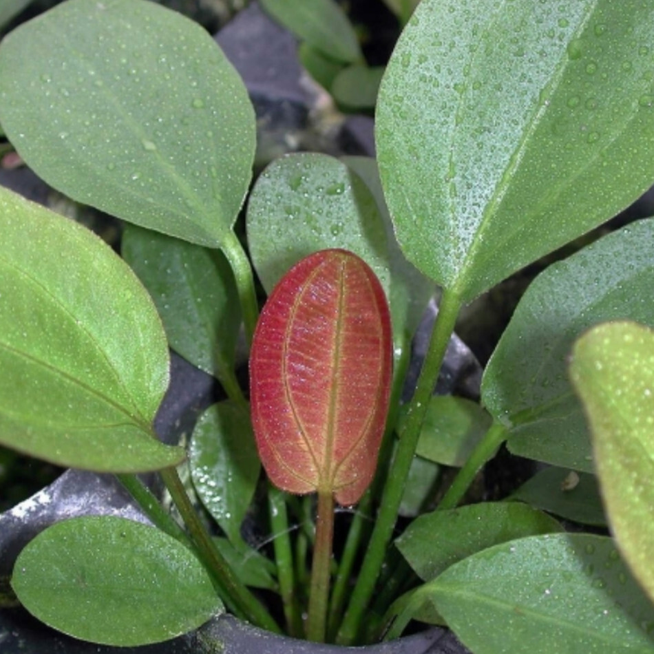 Aquarium RED Plant Pack (6 Live Plants) + Sticker | Live Arrival ...