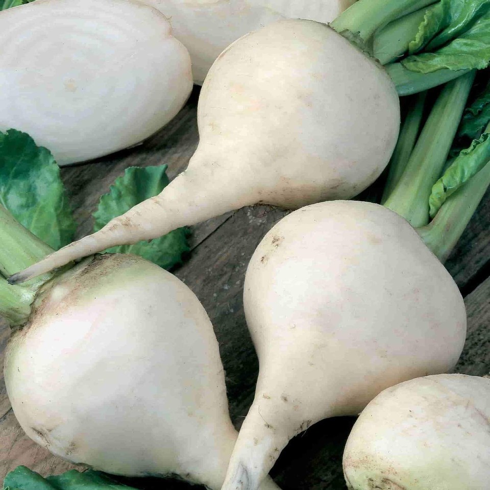 White Albino Beet Seeds, Holland Heirloom, NON-GMO, Variety Sizes, FREE ...