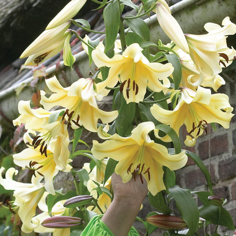 T&M Towering Tree Lily Collection 4 Varieties Flower Plants 5 Pack ...