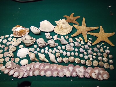 Large colection of unique, rare sea shells | eBay