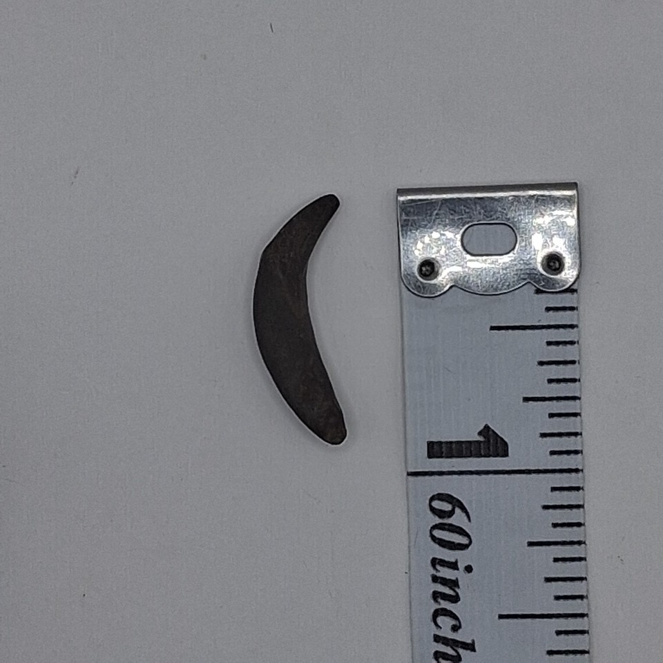 Fox canine tooth fossil ice age .9 inches pleistocene rare | eBay