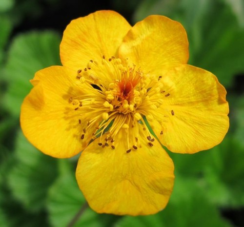 Geum 'Georgenberg' 9cm pots - herbaceous perennial yellow orange ...