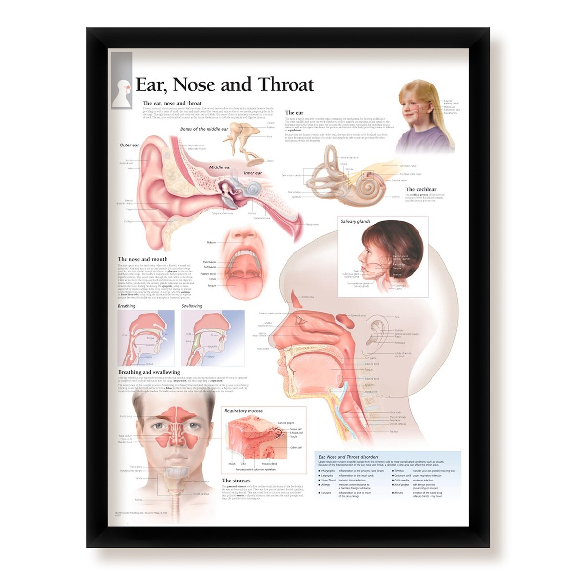 Anatomy Posters For Walls Large Human Ear Anatomy Poster - 24x36 ...